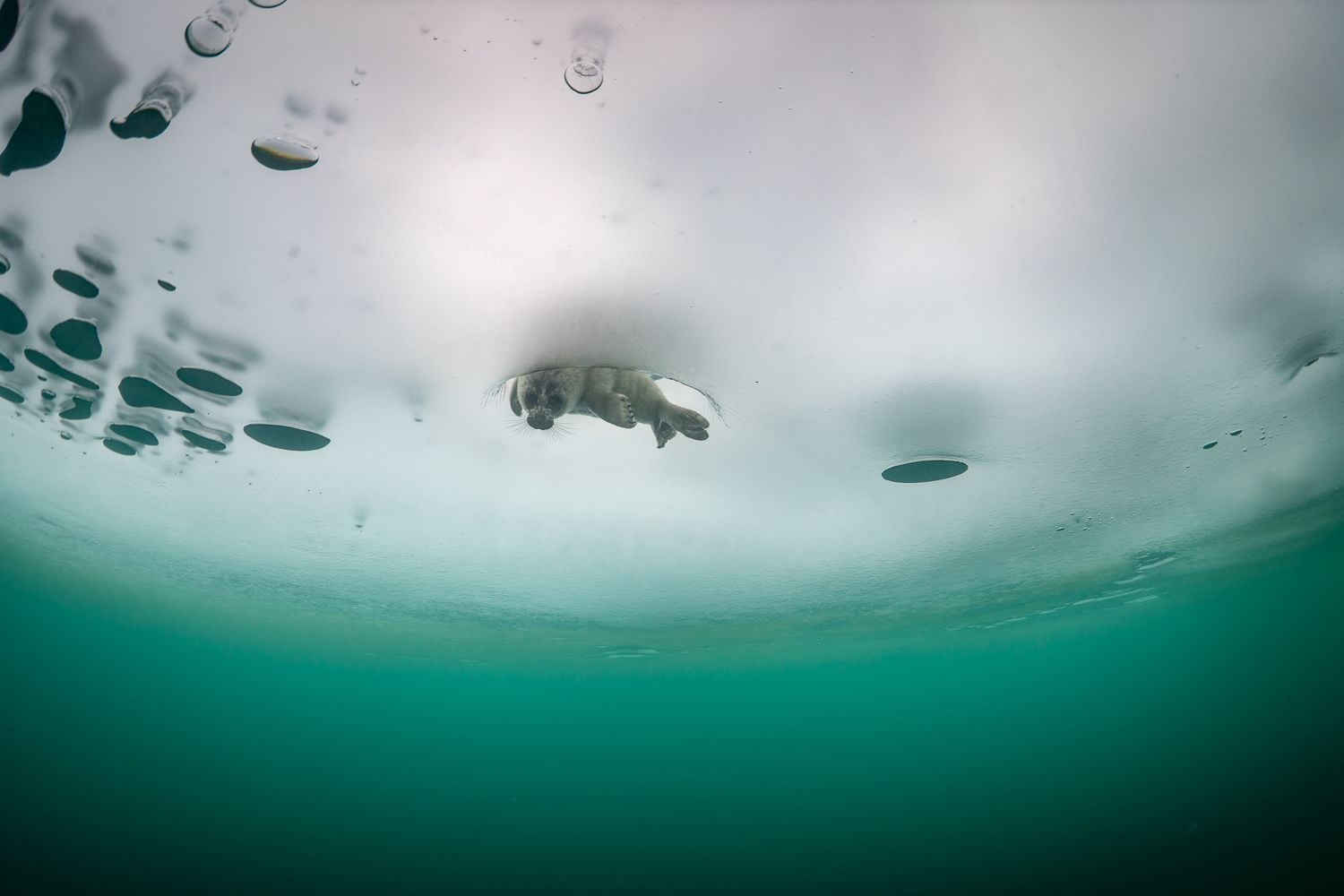 Photographer captures adorable baby seal under the ice of Lake Baikal