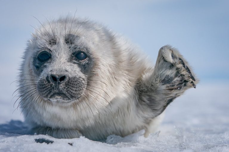 Photographer captures adorable baby seal under the ice of Lake Baikal