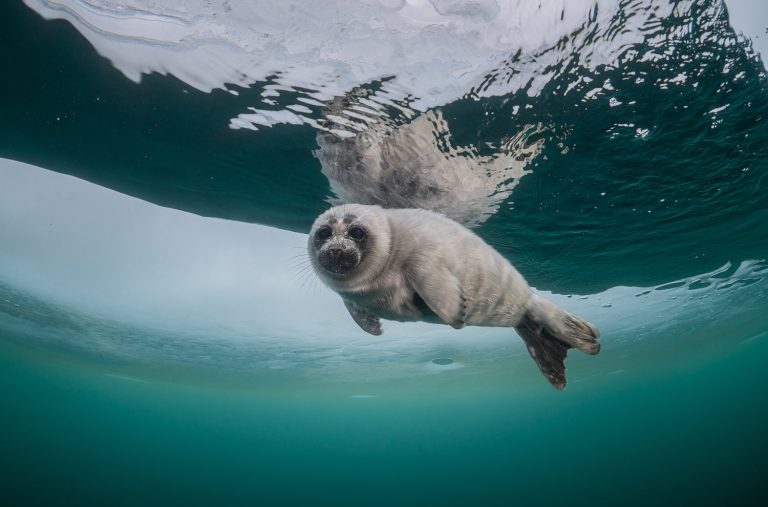 Photographer captures adorable baby seal under the ice of Lake Baikal