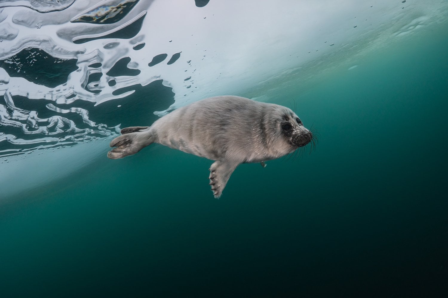 Photographer captures adorable baby seal under the ice of Lake Baikal