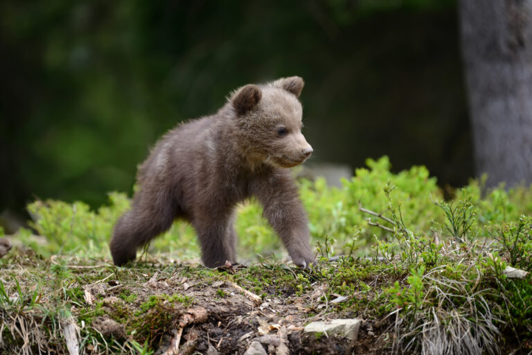 Watch this bratty bear cub take out a trail cam in Minnesota