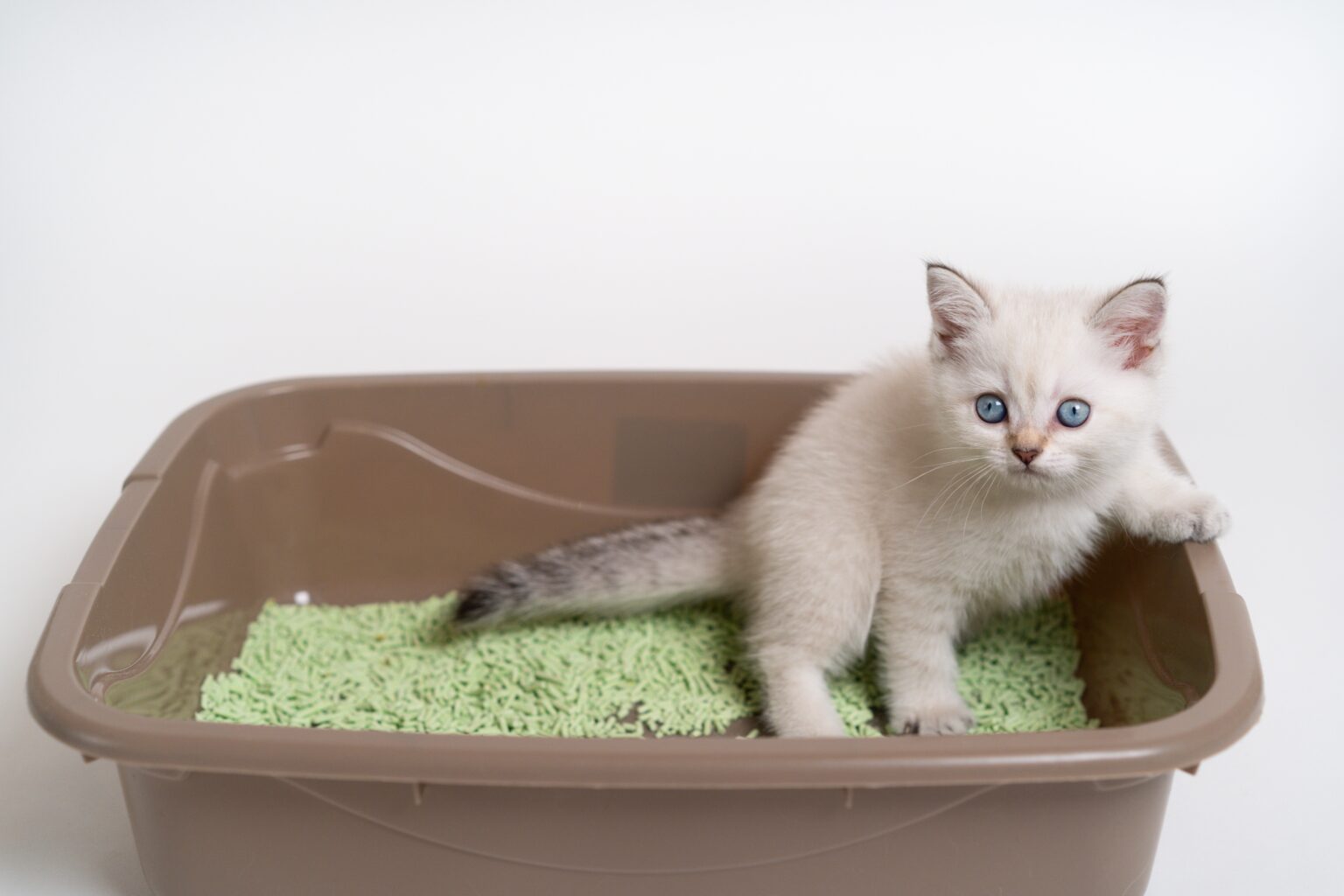 Woman takes 50,000 photos and makes AI program to monitor cat's poop