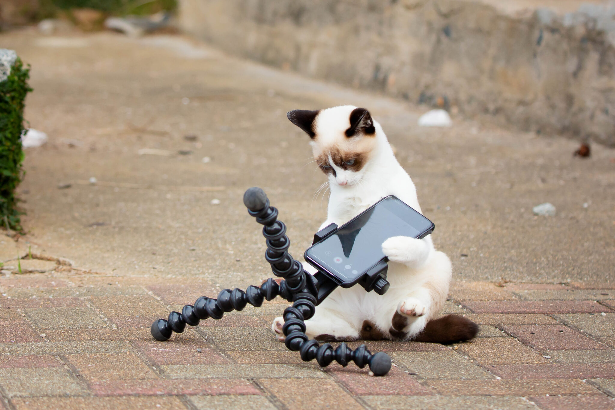 A pair of “headless” cats wins 2022 Comedy Pet Photo Awards