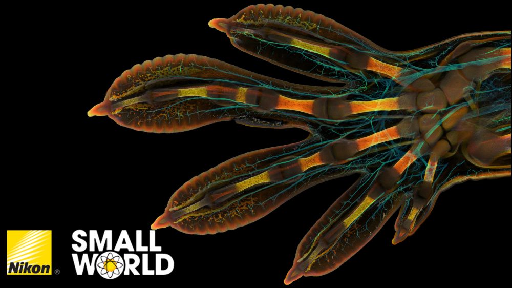 Nikon Small World winners show the giant beauty of the microscopic world