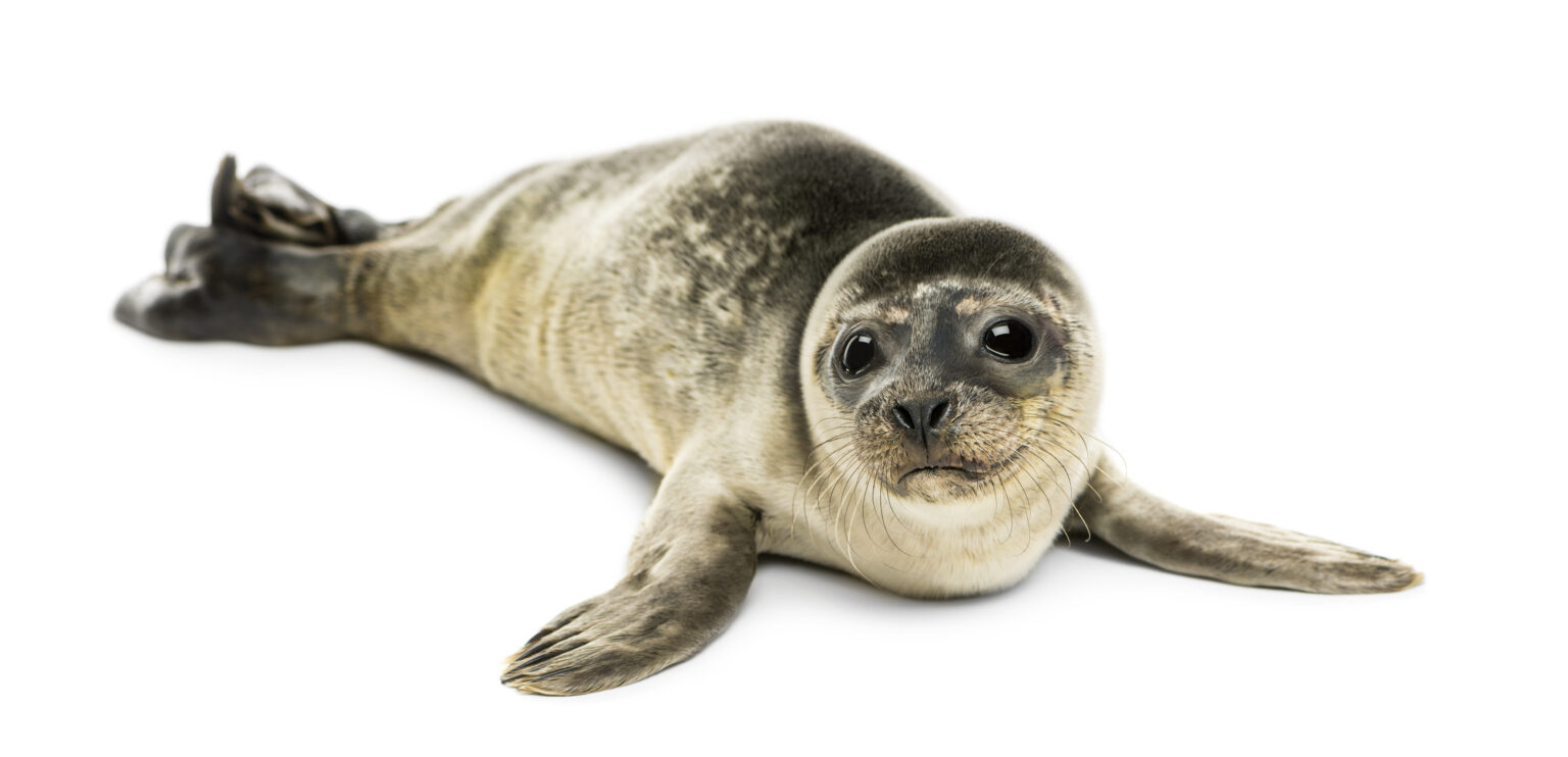 Tourists kill seal pup in quest for perfect selfie