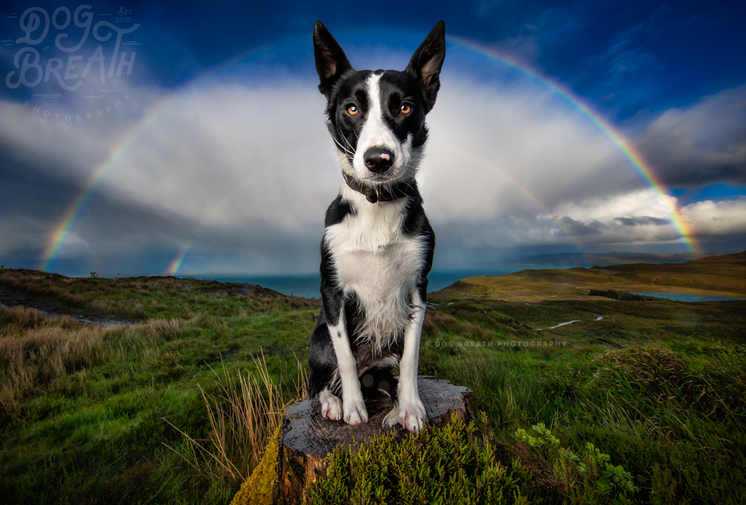 The journey to incredible dog photography (+ pictures)