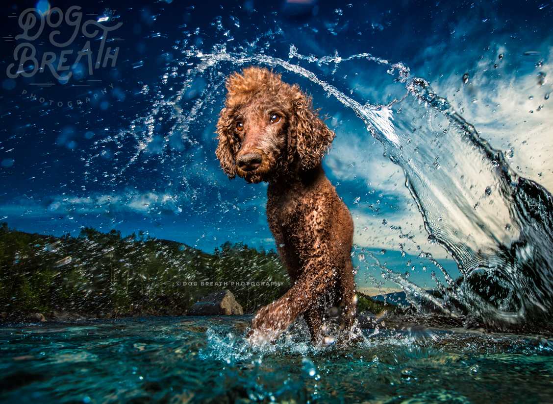 The journey to incredible dog photography (+ pictures)