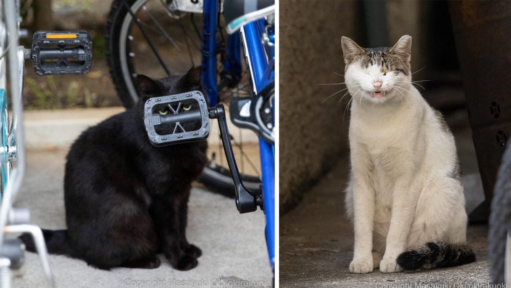 Photographer captures hilarious stray cats of Tokyo streets