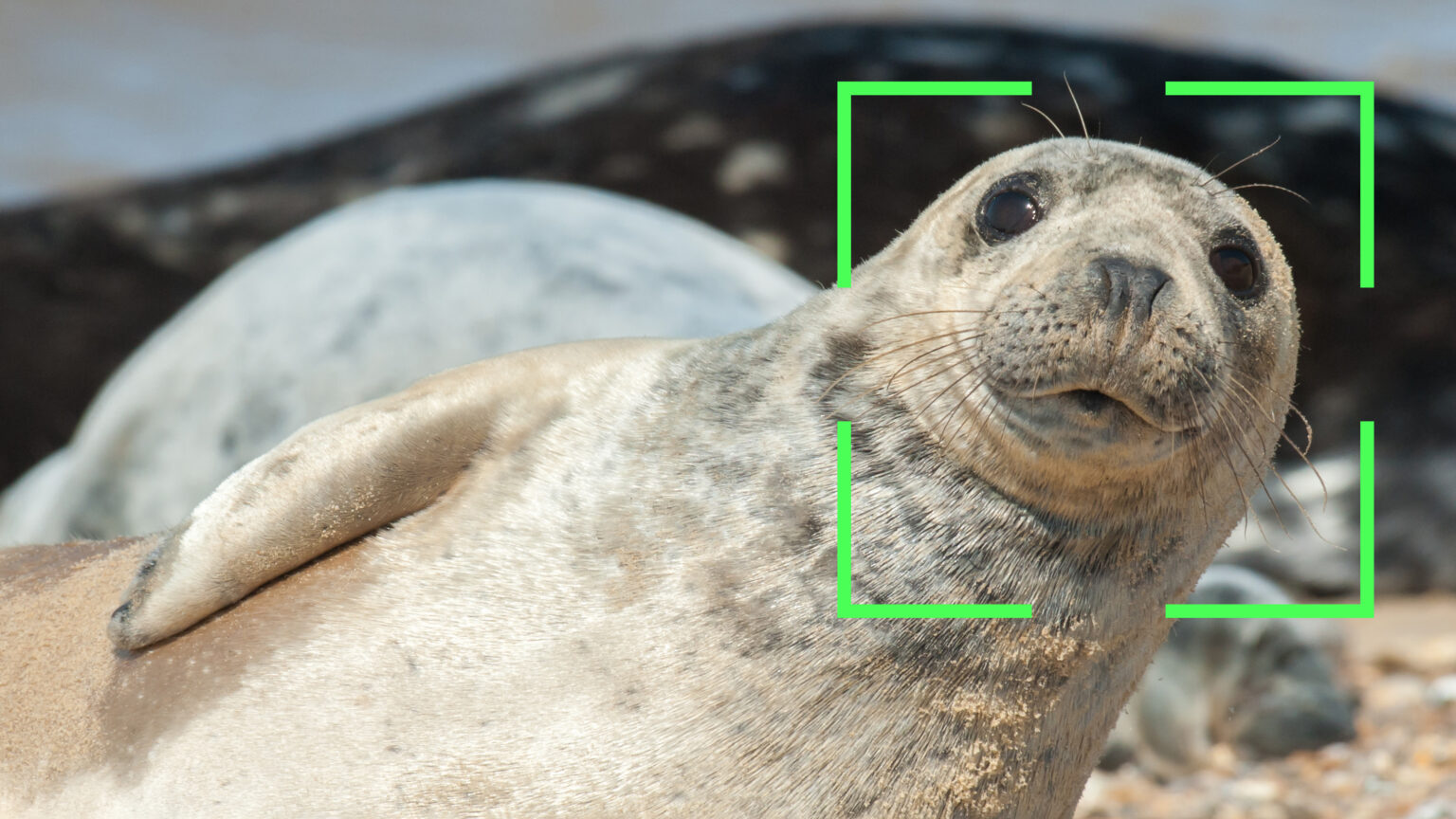 Scientists are using facial recognition to save the seals