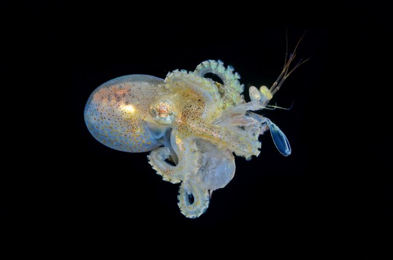 Close-up of octopus mom and her babies win 2022 Ocean Art underwater ...