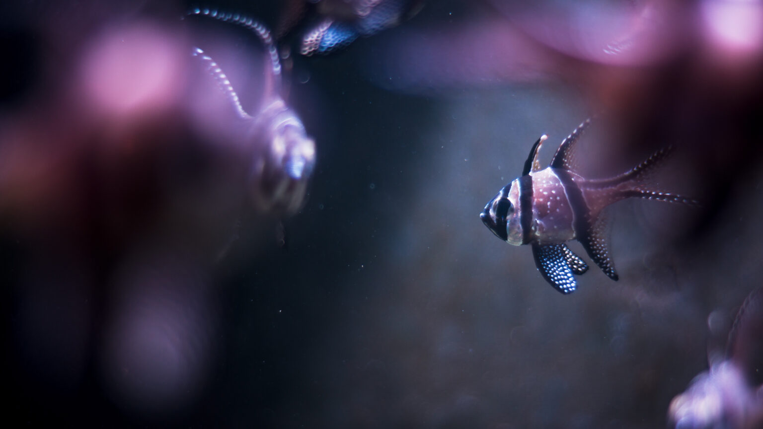 Study proves that fish can recognize themselves in photos just like ...