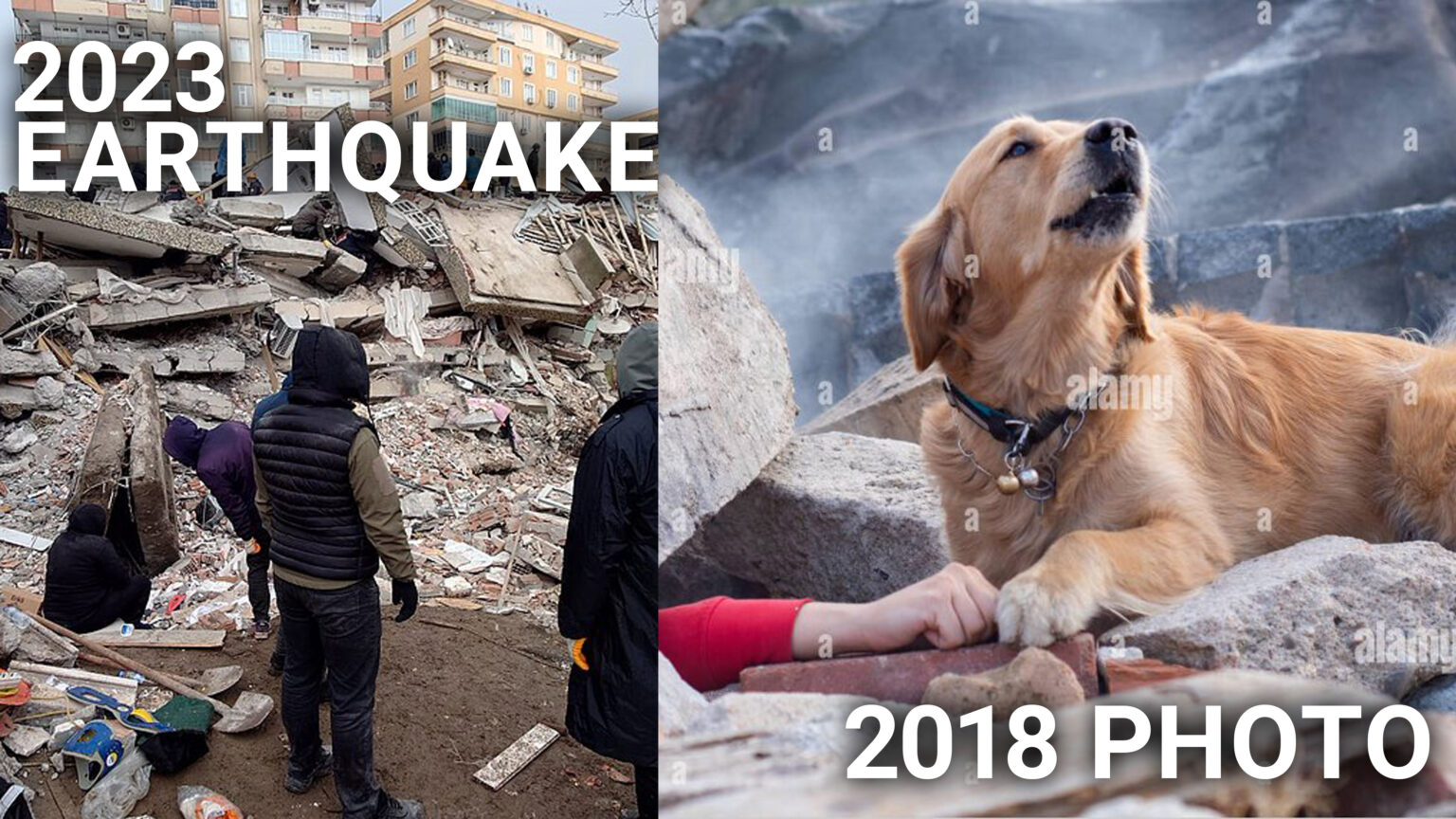 Viral rescue dog photo shared after Turkey and Syria earthquake a 2018 ...