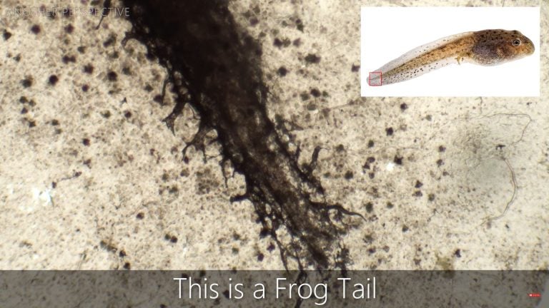 Jaw-dropping macro video shows tadpoles in detail like never before