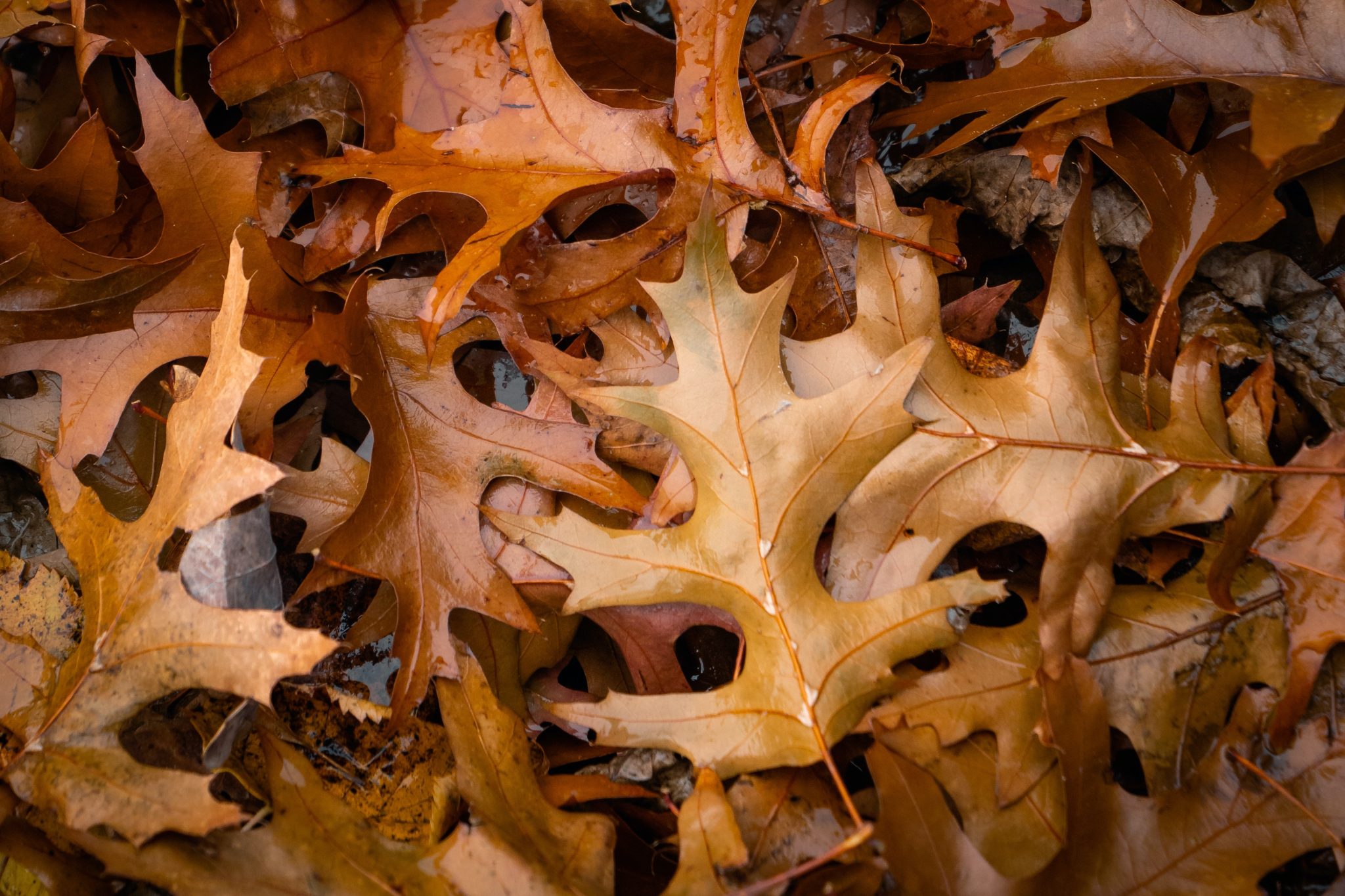 What is vignetting in photography?