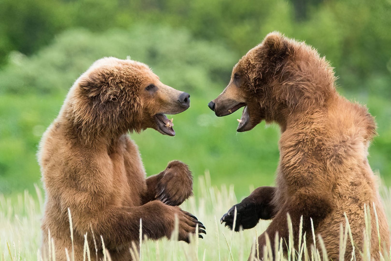 The Comedy Wildlife Photography Awards opens with hilarious unseen entries