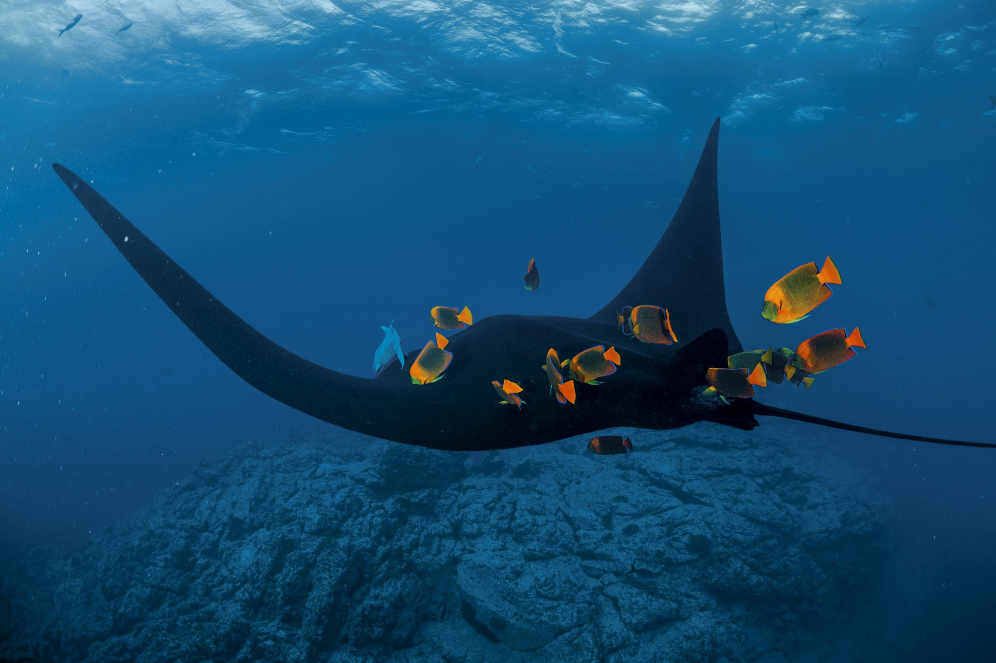 Saving the planet one photo at a time: Thomas P. Peschak wins NatGeo’s ...