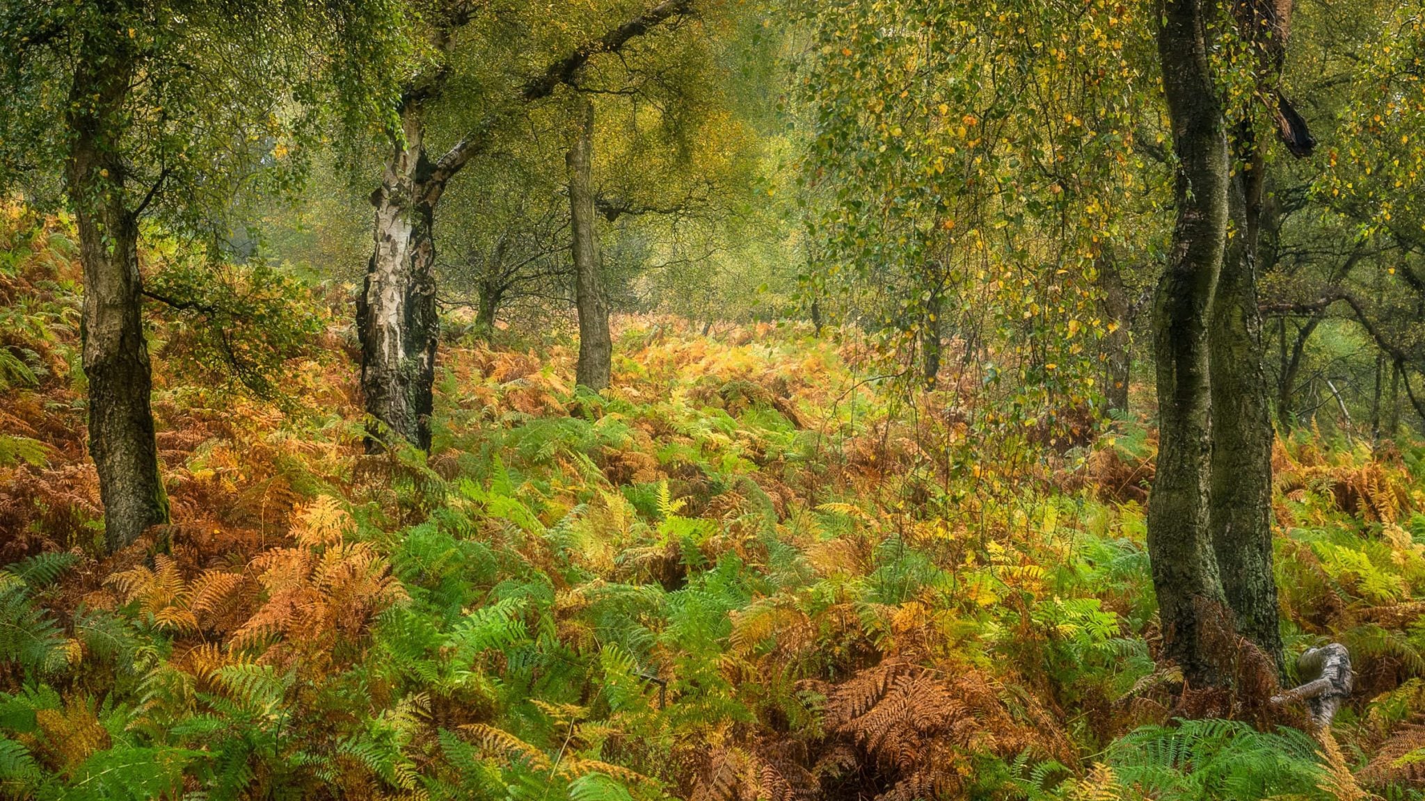 Seeing the forest for the trees - these are my top tips for ...